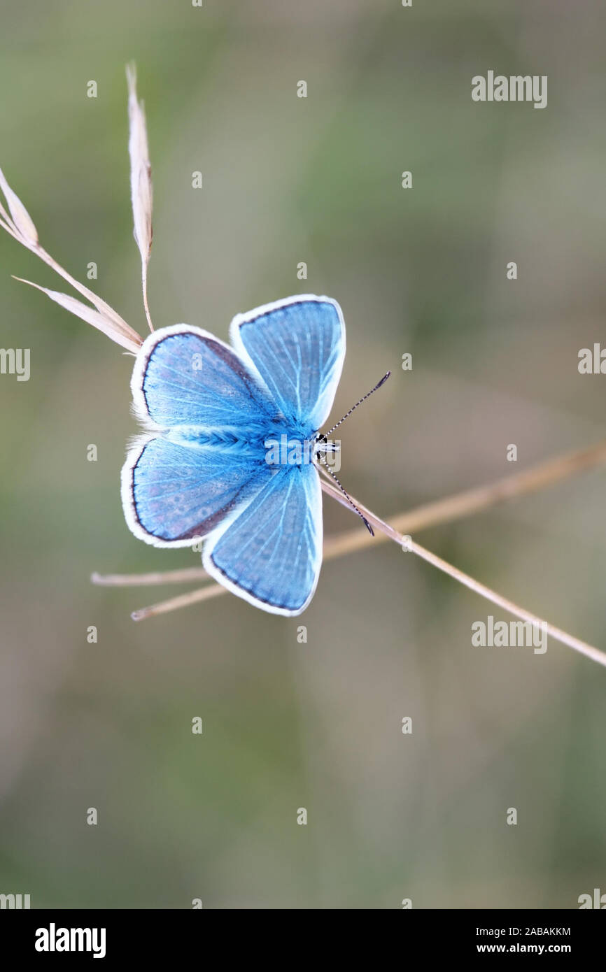 Little blue butterfly moth sitting hi-res stock photography and images ...