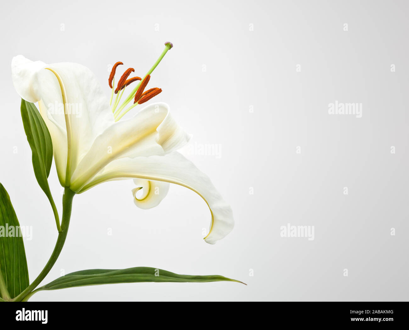 A photography of a beautiful white lilly Stock Photo - Alamy