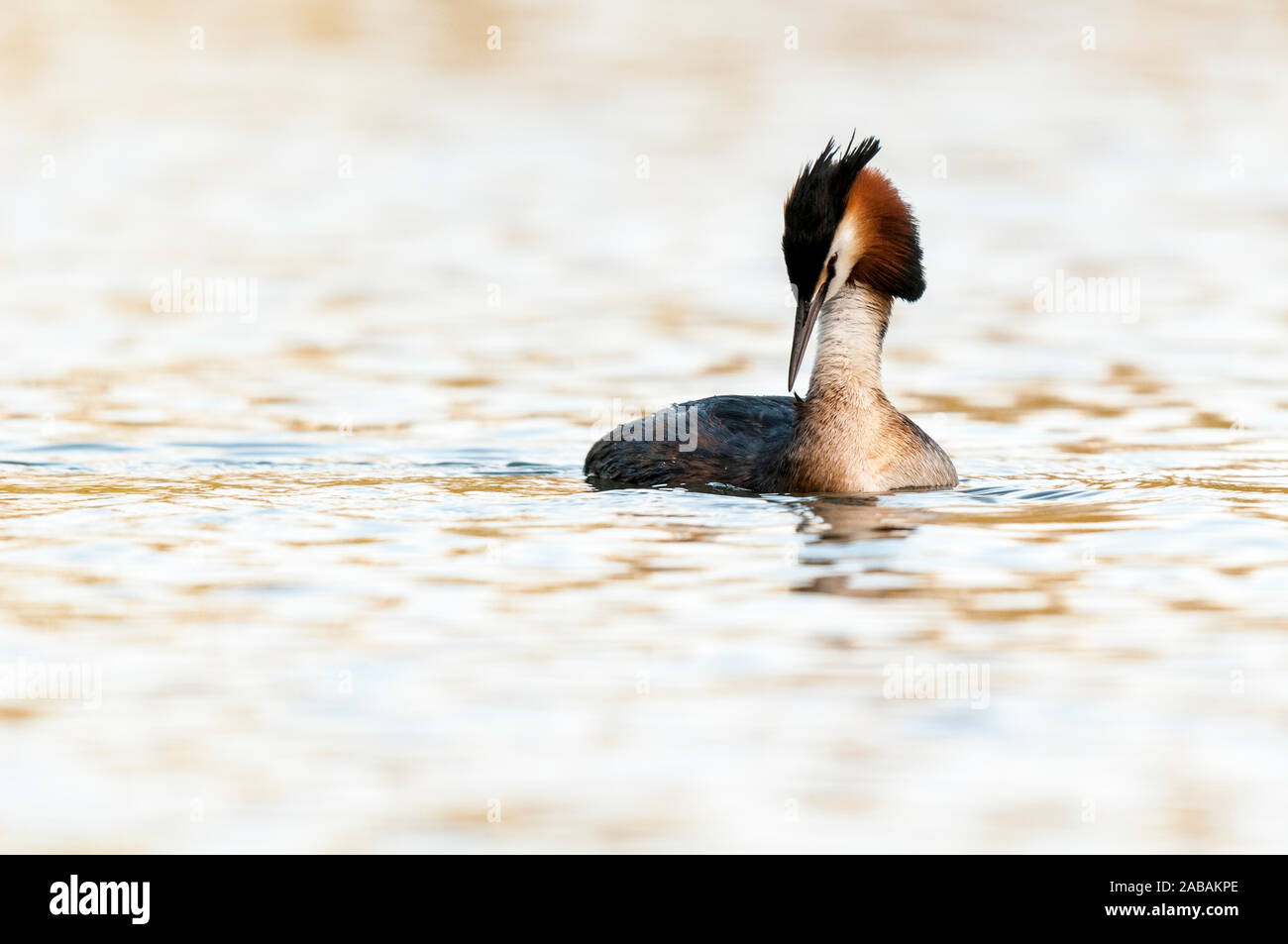 Great crested grebe (Podiceps cristatus), adult in breeding plumage ...