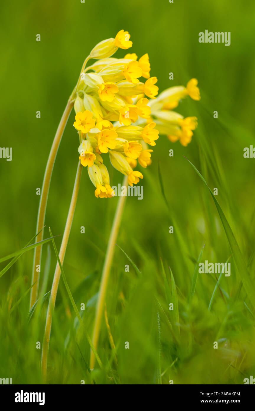 Cowslips (Primula veris) flowering at Lakeside Country Park, Eastleigh ...