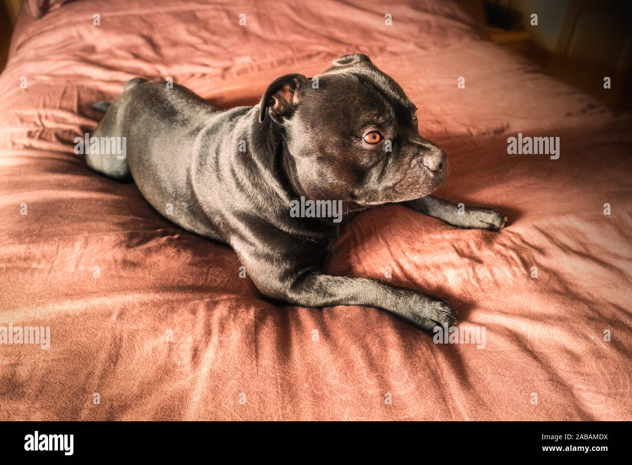 Bull dog lying on bed hi-res stock photography and images - Alamy