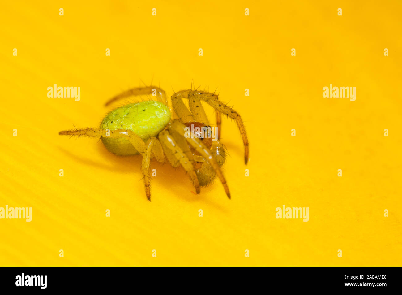 Common cucumber spider (Araniella cucurbitina), sub-adult male, sitting ...