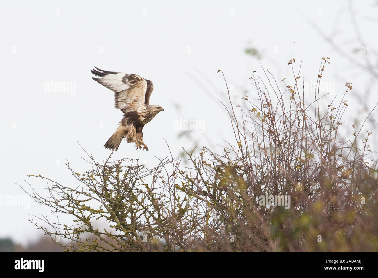 Rough legged buzzard uk flying hi-res stock photography and images - Alamy