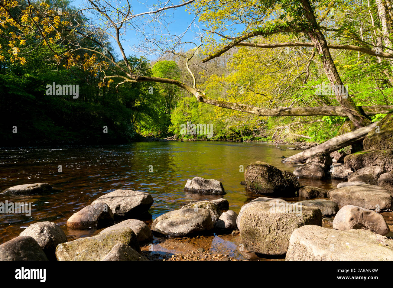 A view of the river Ure flowing through Hackfall Woods on the eastern ...