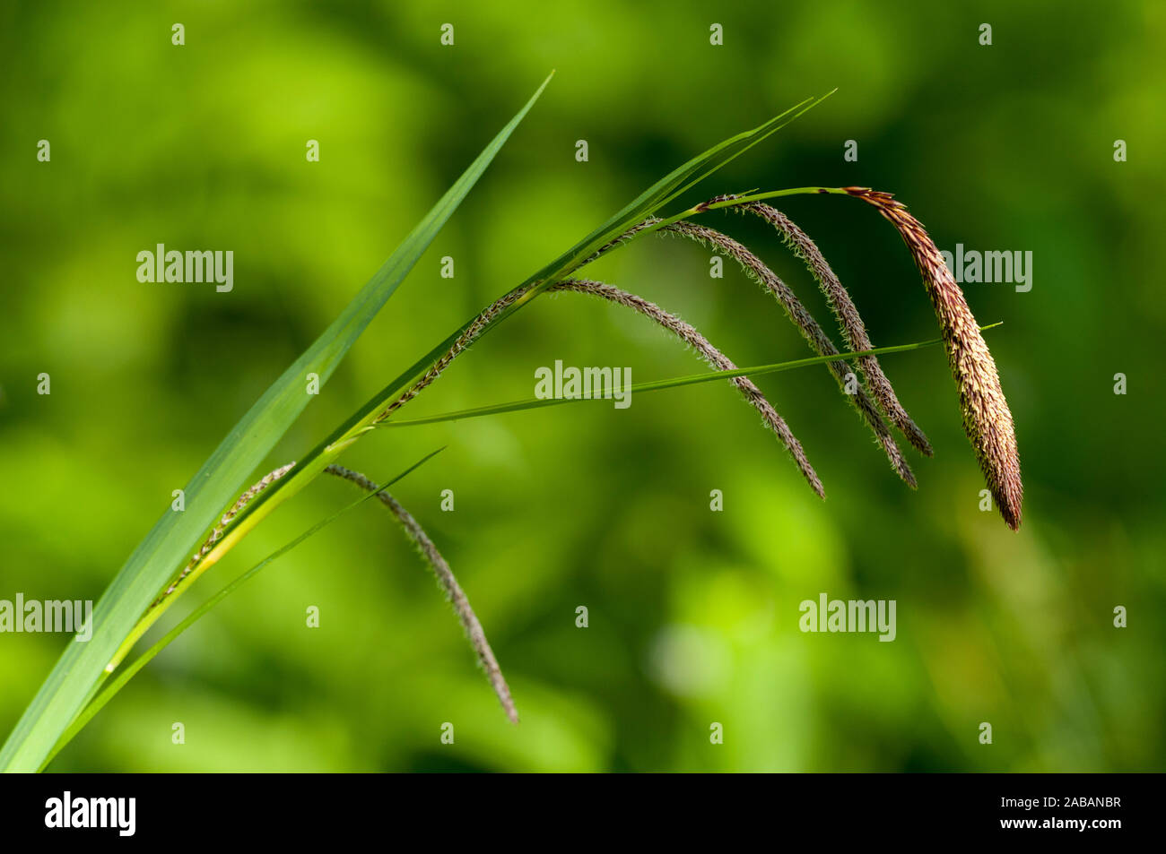 Pendulous sedge (Carex pendula) flowering in Hackfall Woods at the ...