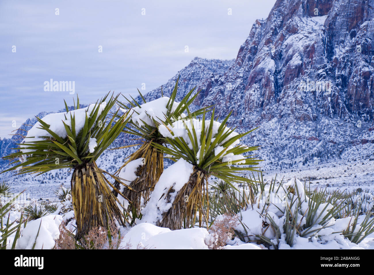 Desert scene mountains yucca hi-res stock photography and images - Alamy