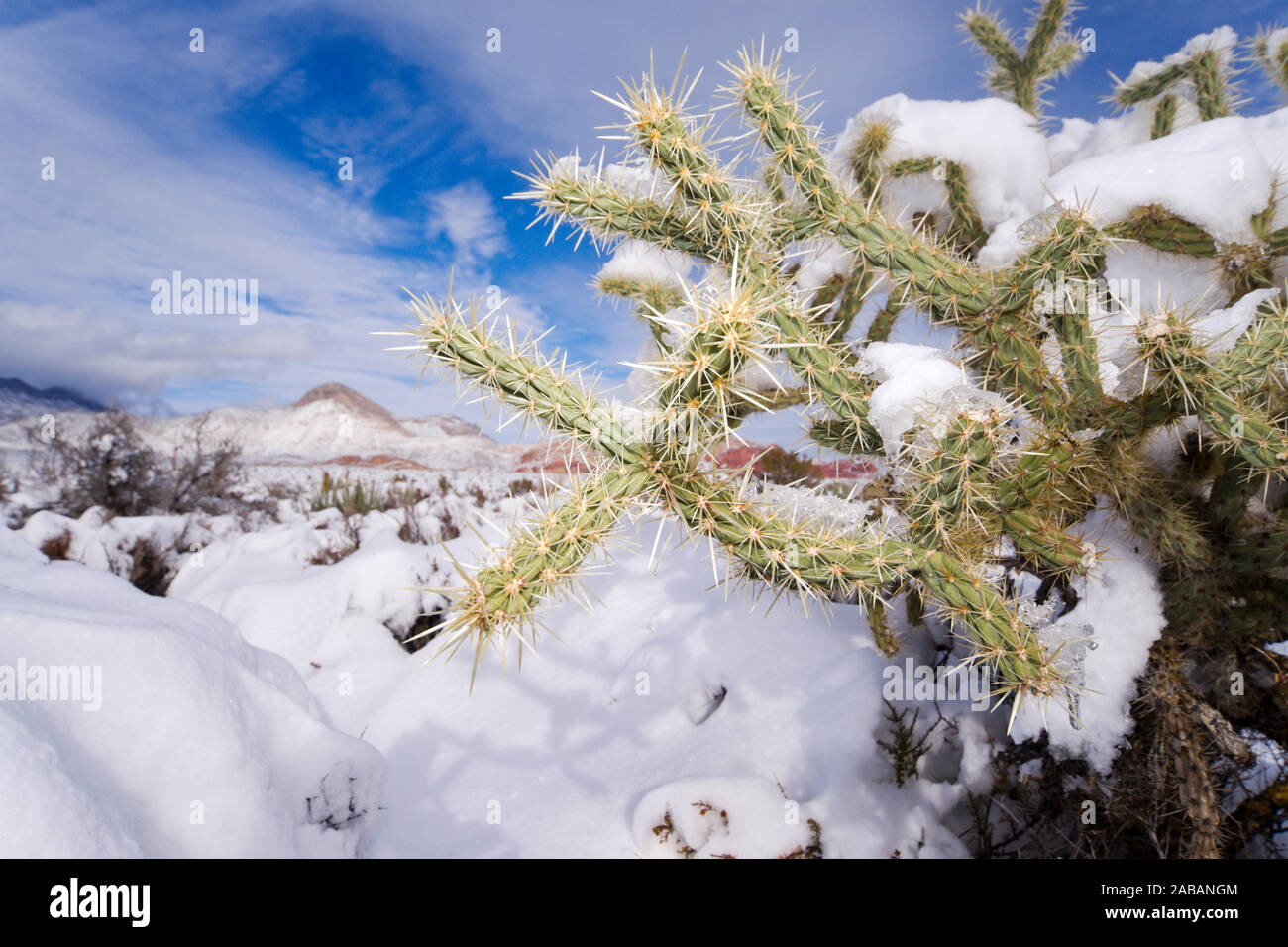 Cholla cactus in snow hi-res stock photography and images - Alamy