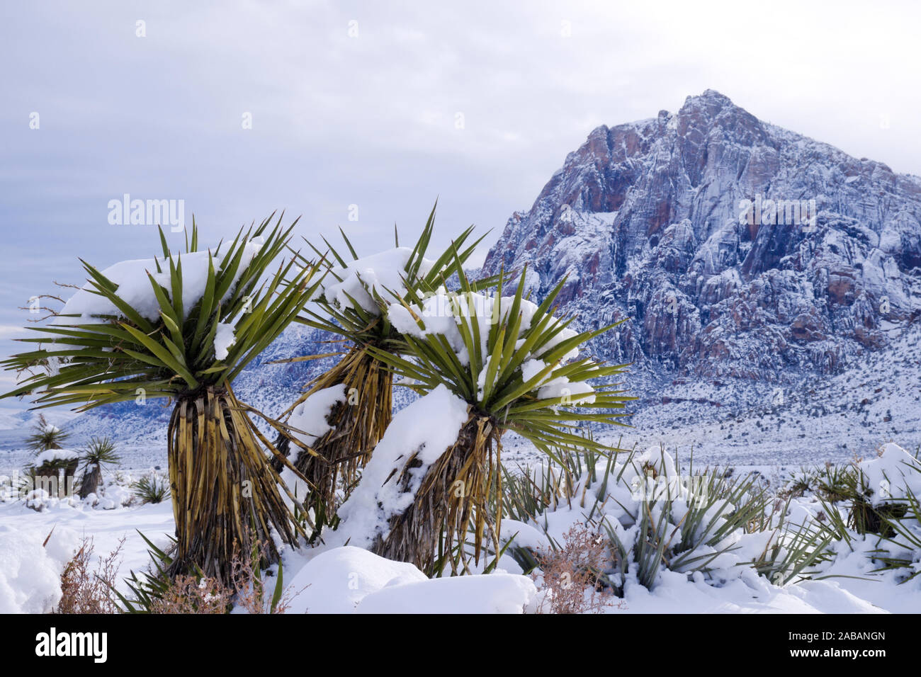 Desert scene mountains yucca hi-res stock photography and images - Alamy