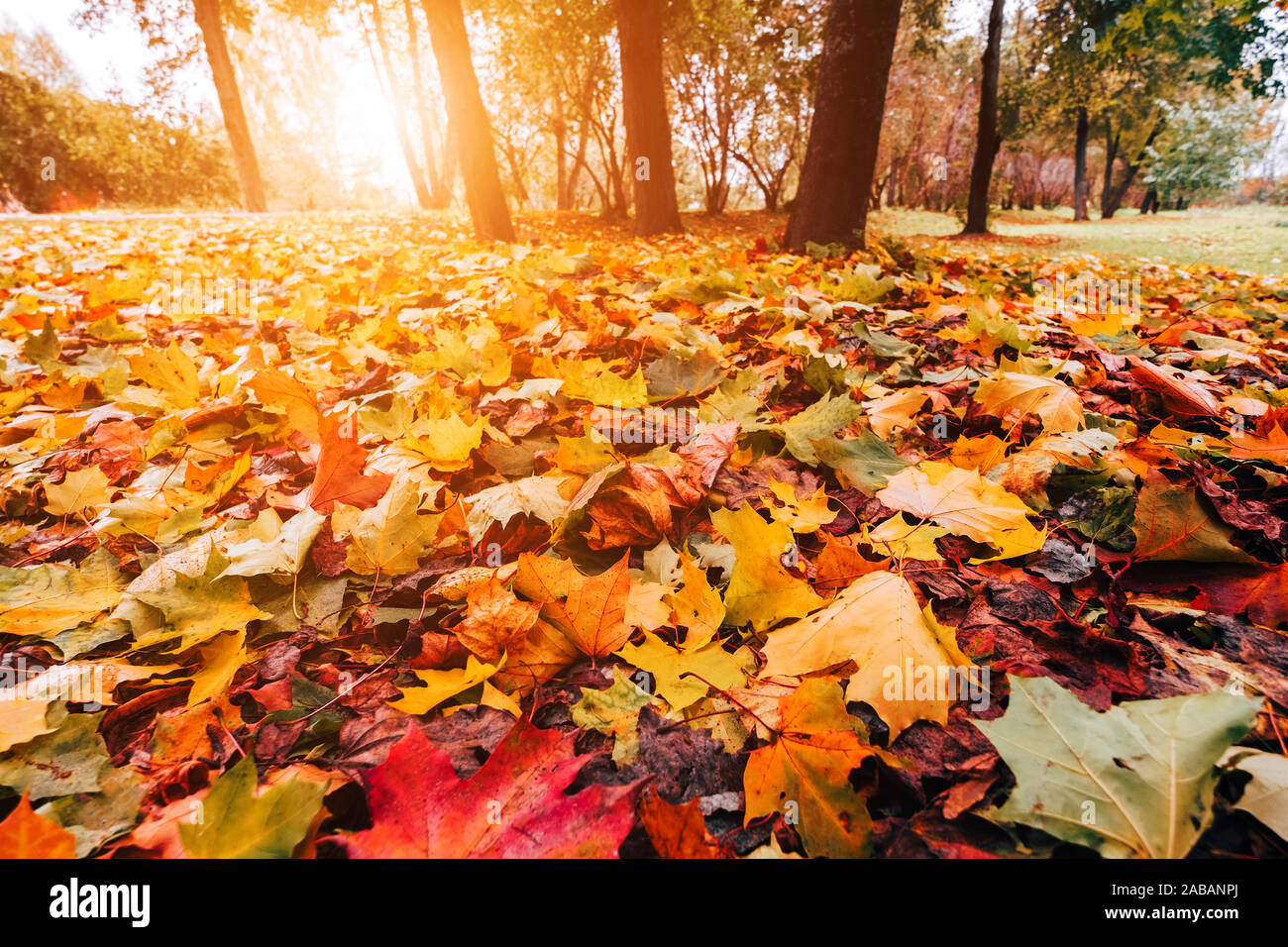 Beautiful season yellow and red maple leaves on ground with trees in ...