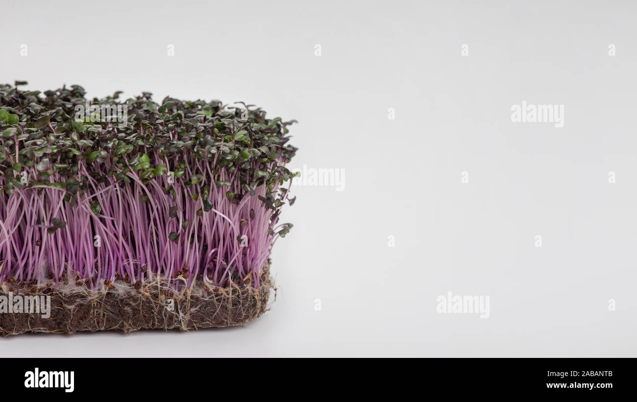 Purple Sprouted seeds isolated on white background Stock Photo - Alamy