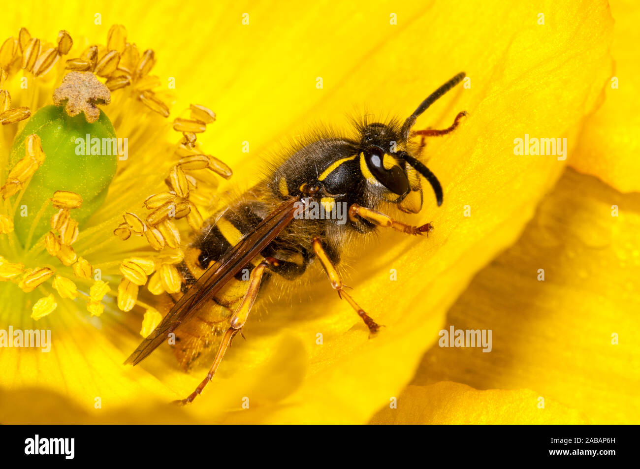 Common wasp vespula vulgaris adult hi-res stock photography and images ...