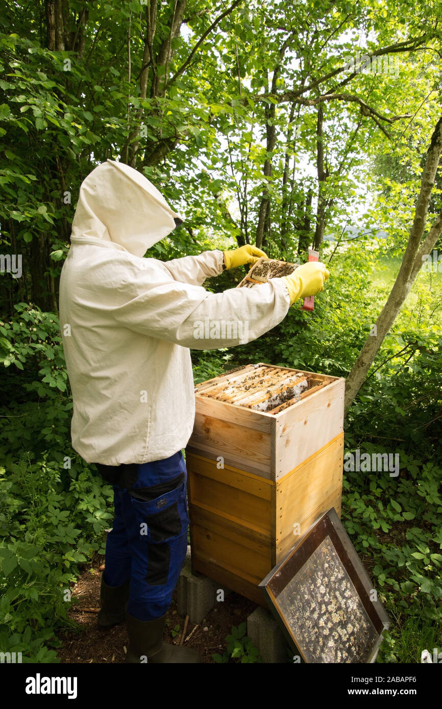 Imker hi-res stock photography and images - Alamy