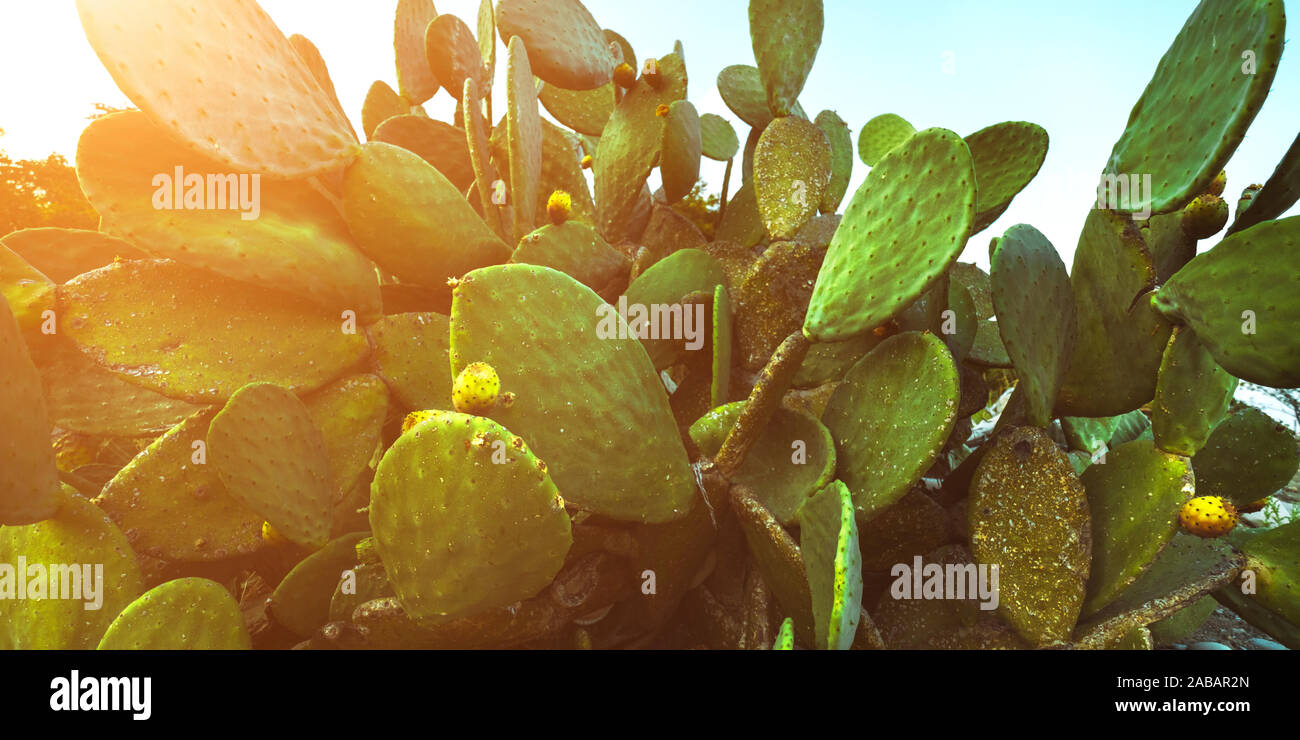 Cactus Opuntia ficus with fruits. Prickly Pear or Indian fig or mission ...