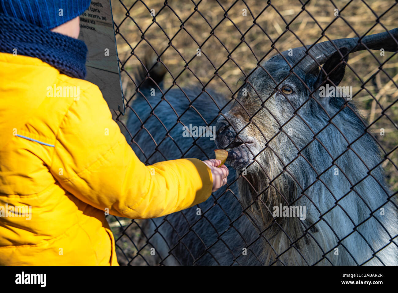 little kid feeding goat in contact zoo Stock Photo - Alamy