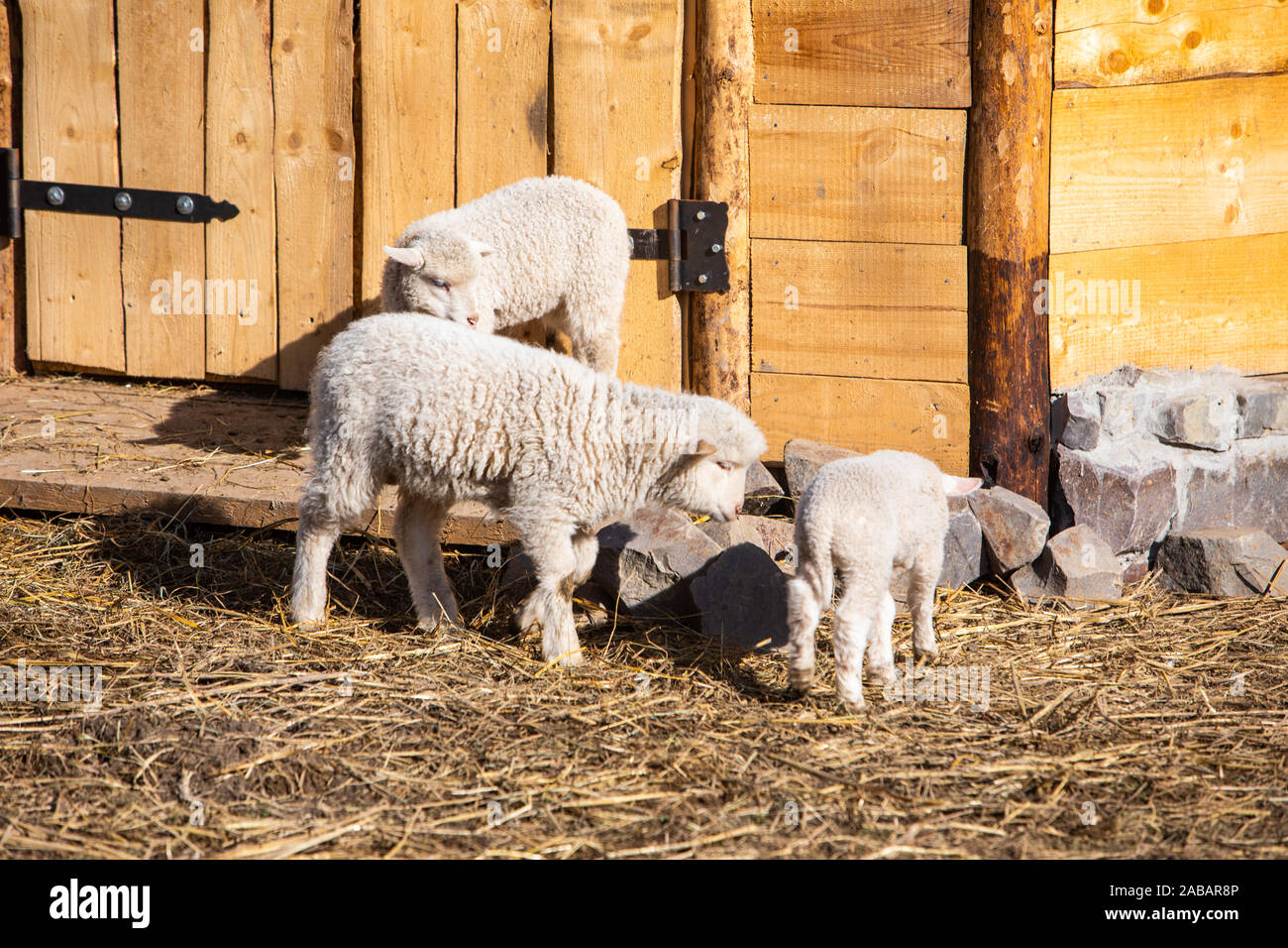 sheep at farm eating hay Stock Photo - Alamy