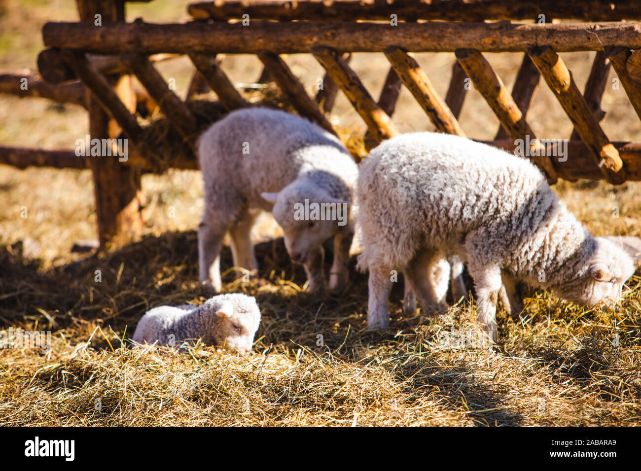 sheep at farm eating hay Stock Photo - Alamy