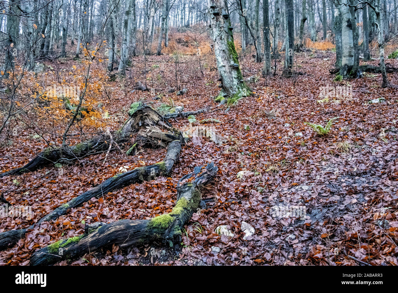 Strazov hill, Strazov Mountains in Slovak republic. Seasonal natural ...