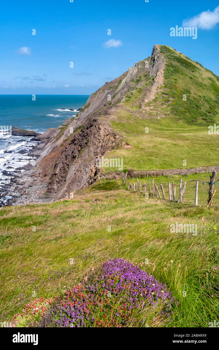 St Catherine’s Tor with heather on the cliff, Hartland, North Devon ...