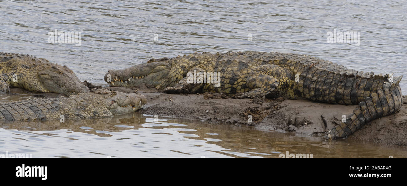 Nile crocodiles (Crocodylus niloticus) bask on a mud bank on the edge ...