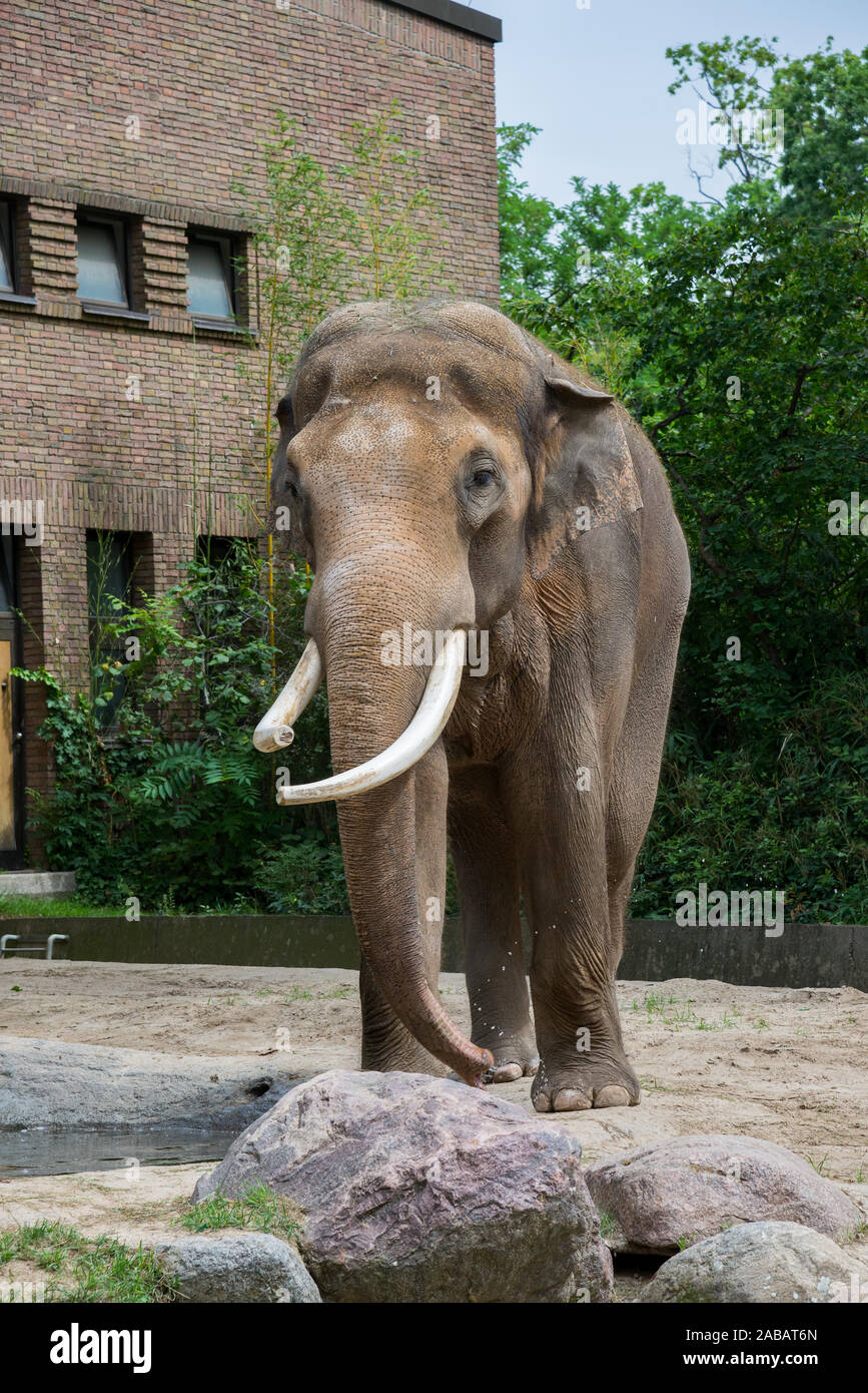 Berlin, Germany - 5 august 2019: Big elephant at the Berlin zoo Stock ...