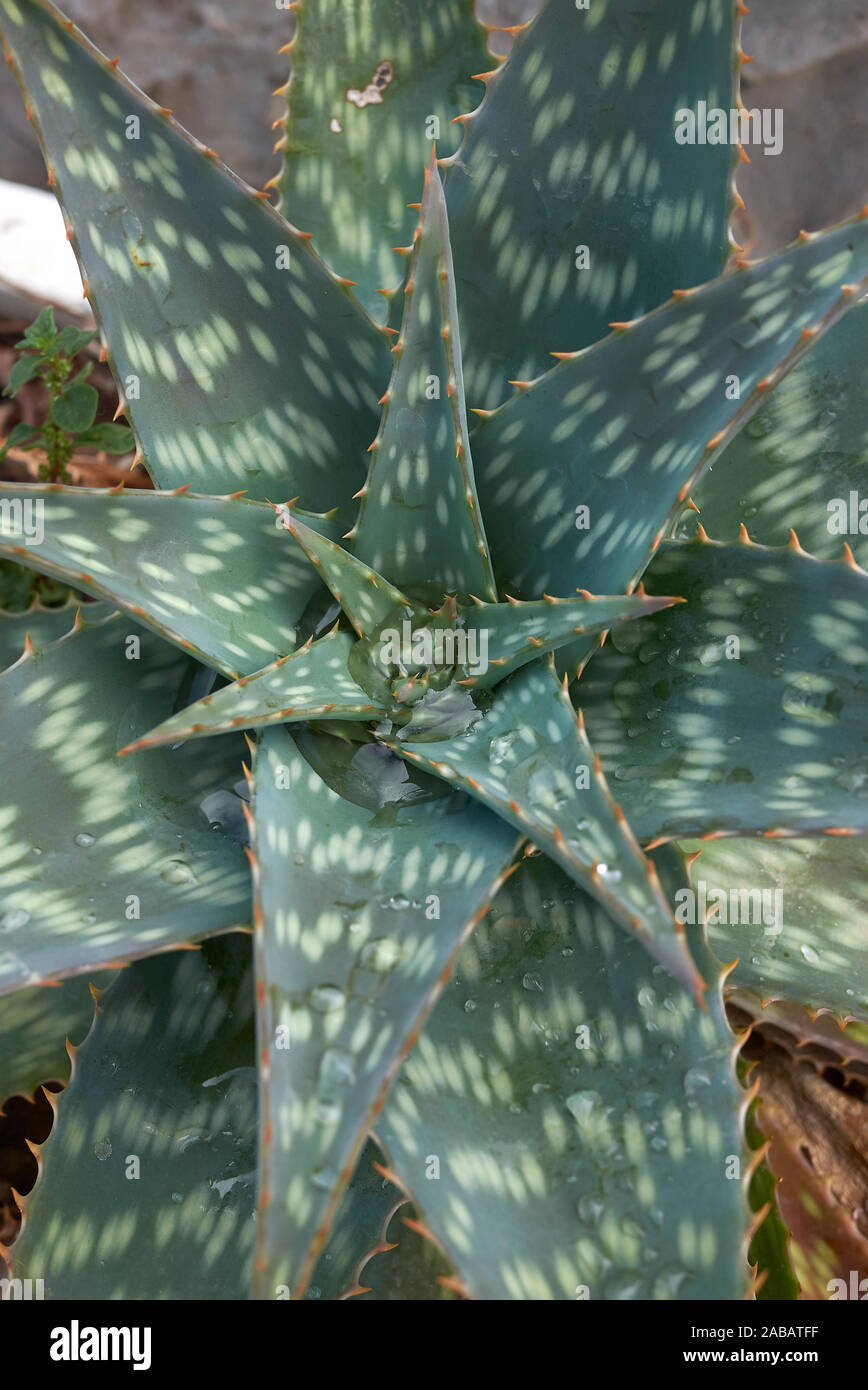 Spotted leaves hi-res stock photography and images - Alamy