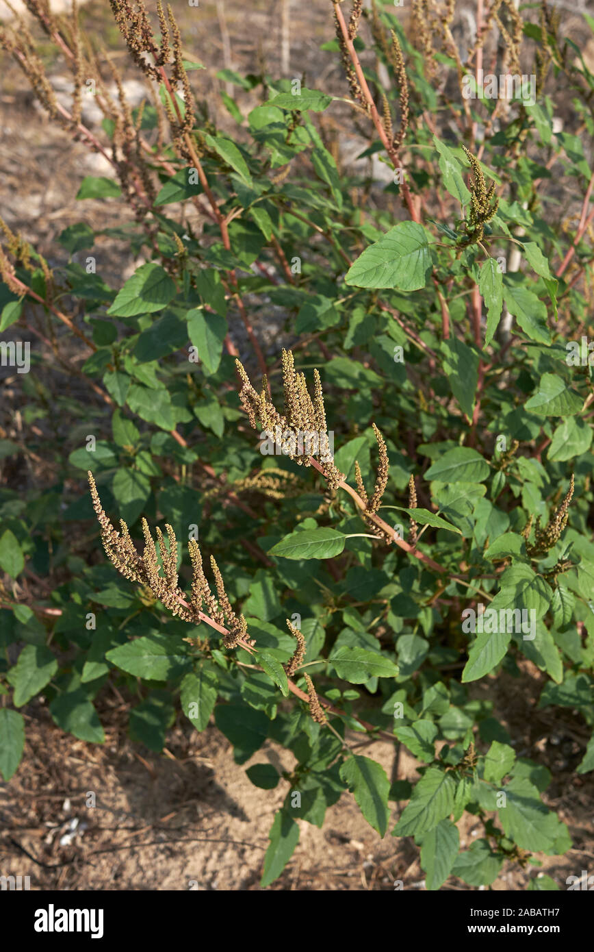 Green amaranth seeds hi-res stock photography and images - Alamy