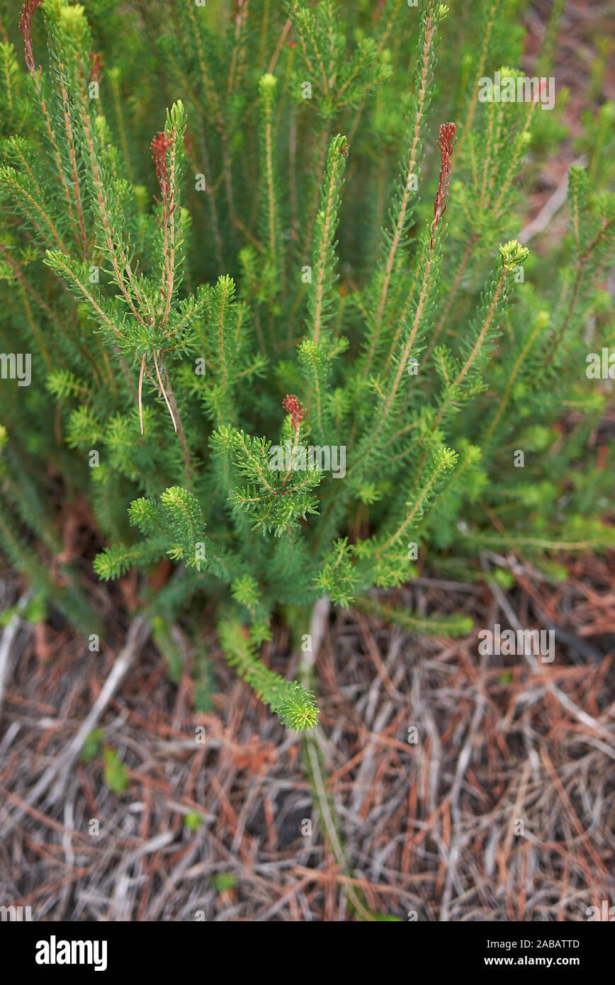 Erica Multiflora High Resolution Stock Photography and Images - Alamy