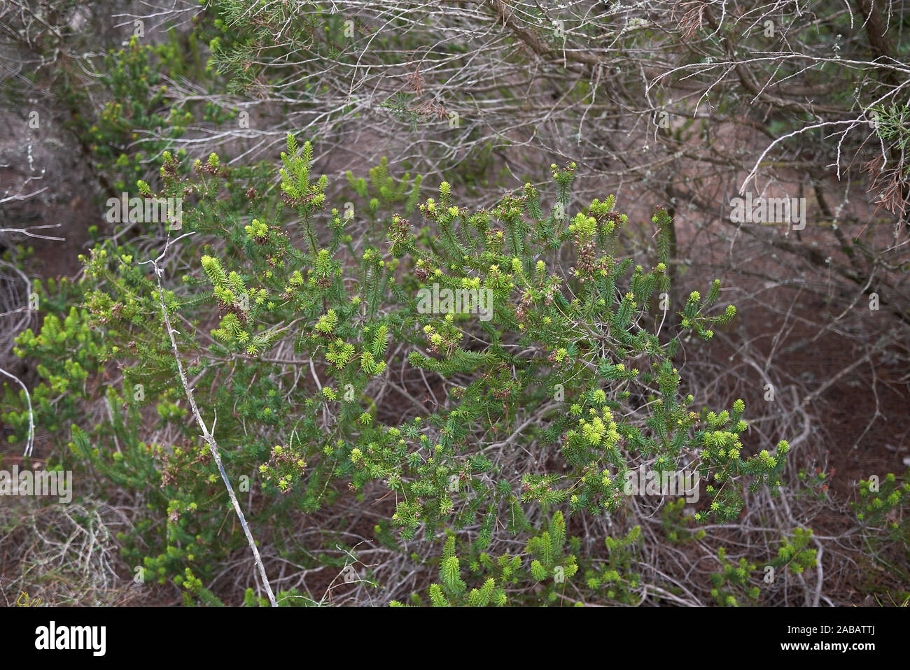 fresh plants of Erica multiflora Stock Photo - Alamy