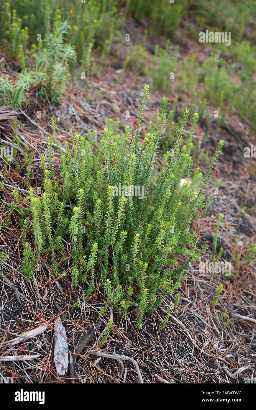 Erica multiflora hi-res stock photography and images - Alamy