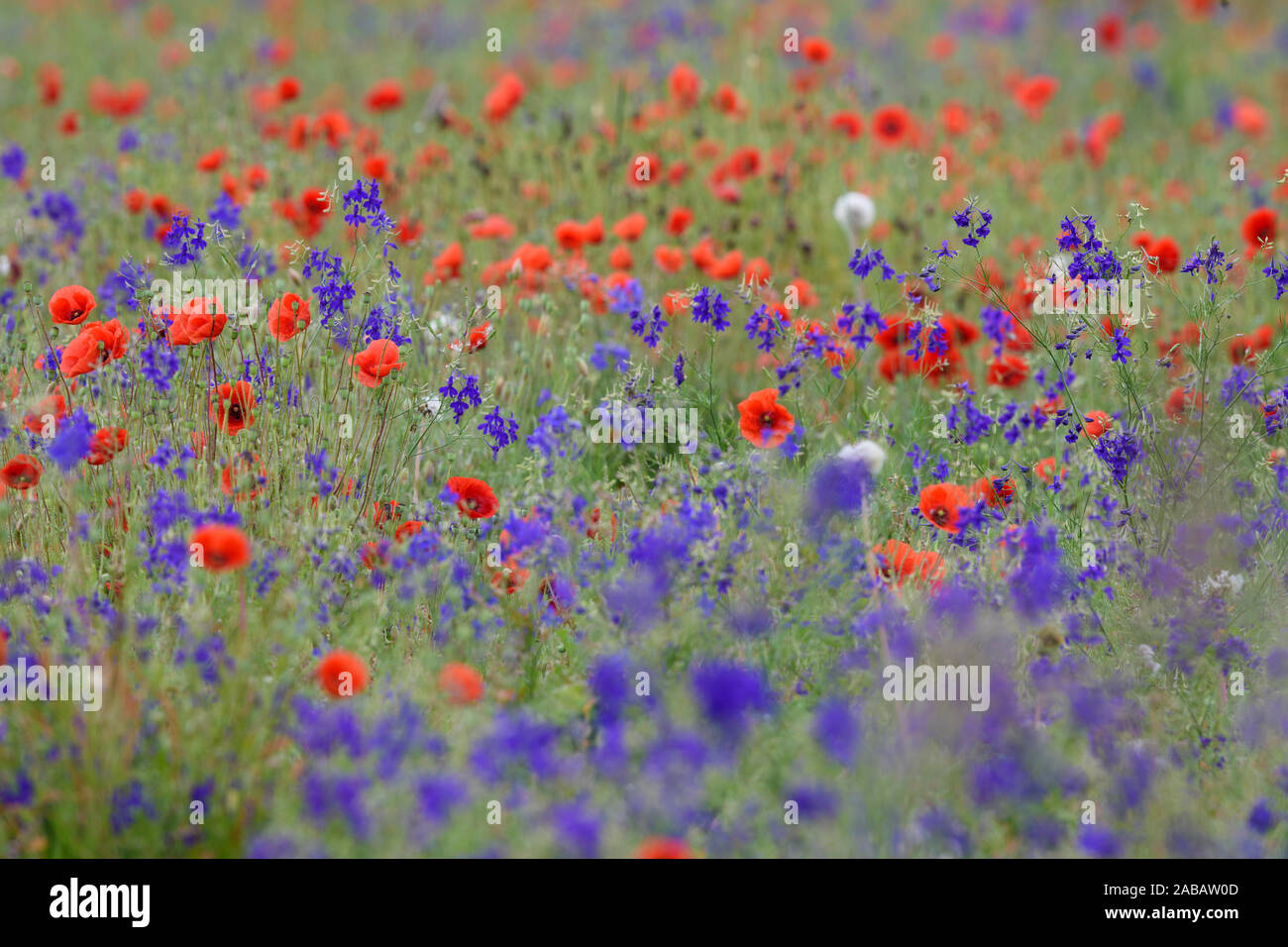 Mohn roter hi-res stock photography and images - Alamy