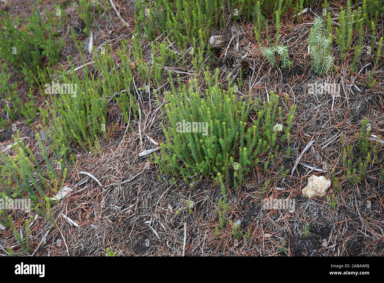 fresh plants of Erica multiflora Stock Photo - Alamy