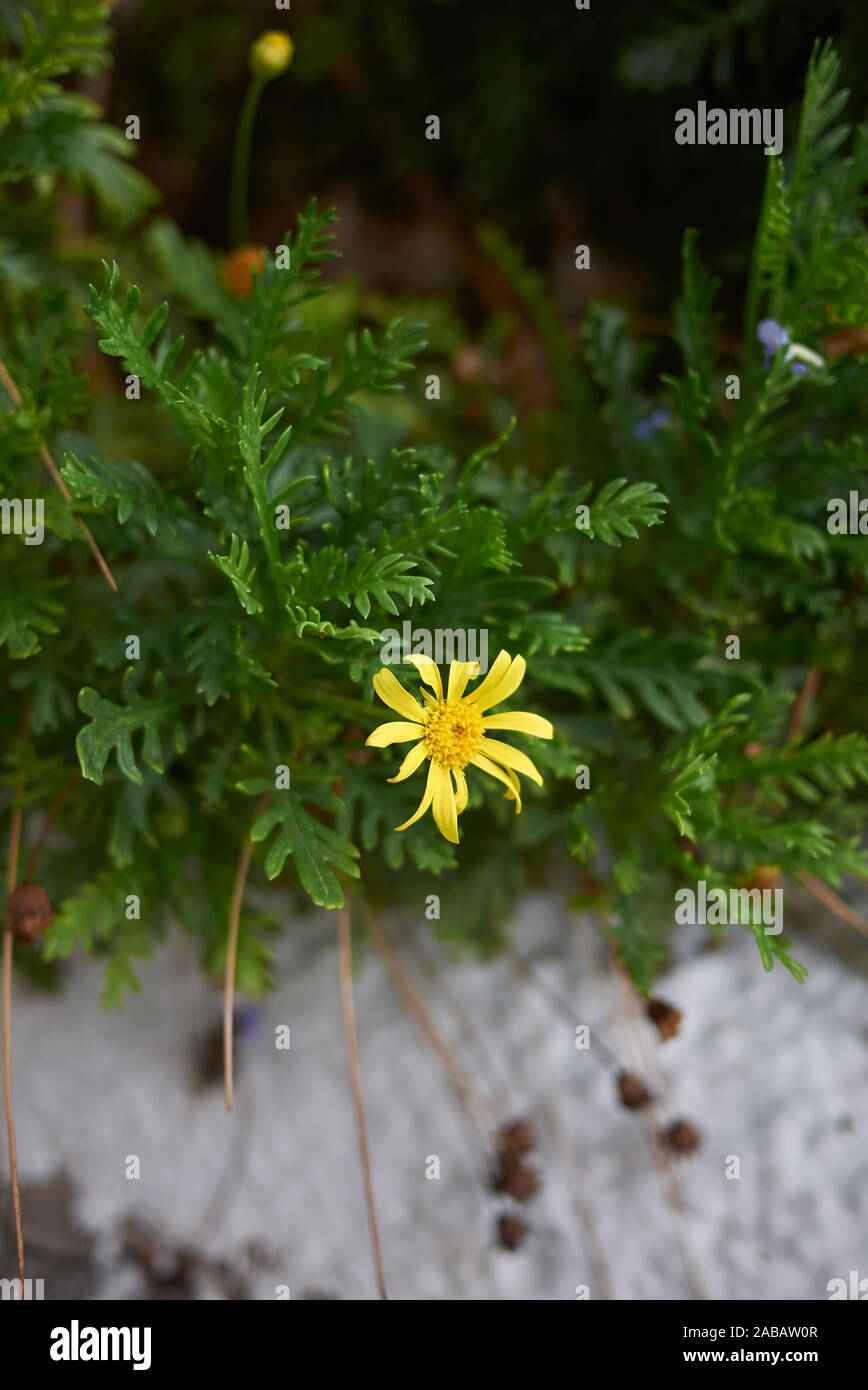 Euryops pectinatus fresh leaves and flower Stock Photo - Alamy