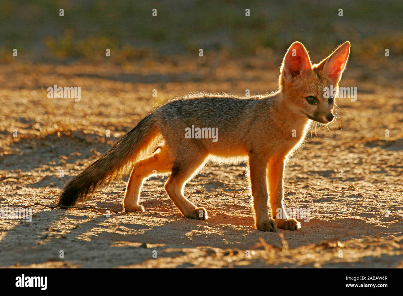 Kapfuchs steht in der Abendsonne Stock Photo - Alamy