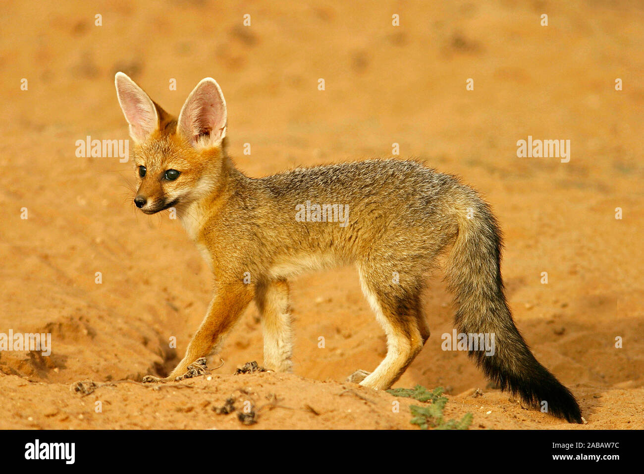 Kapfuchs steht in der Abendsonne Stock Photo - Alamy