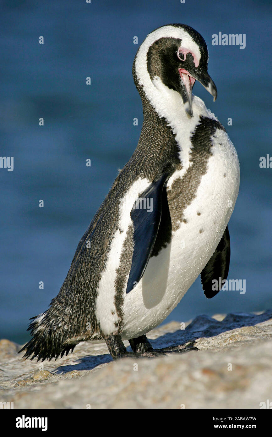 Brillenpinguine am Strand, Südafrika, (Spenicus demersus Stock Photo ...