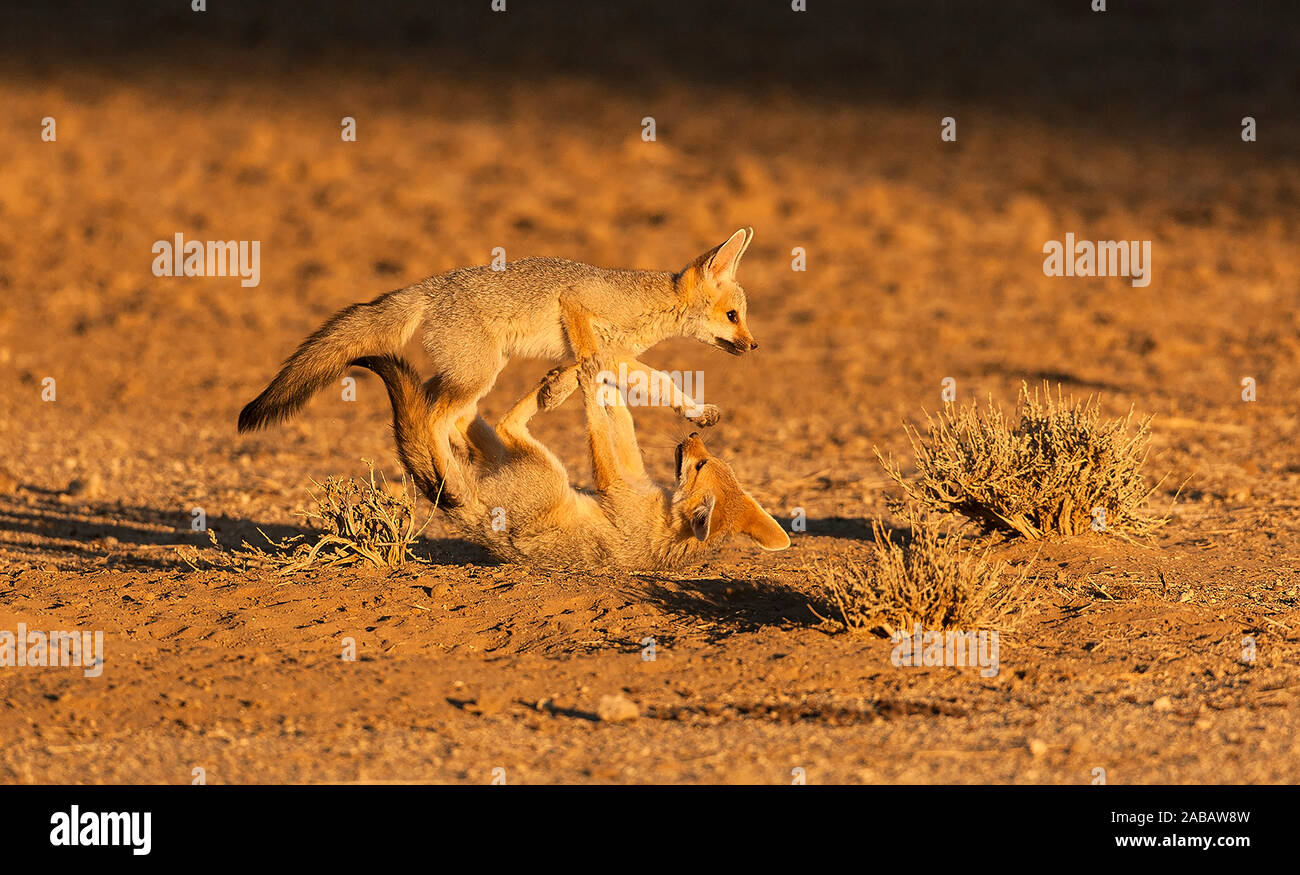 Zwei spielende Kapfüchse, Vulpes chama Stock Photo - Alamy