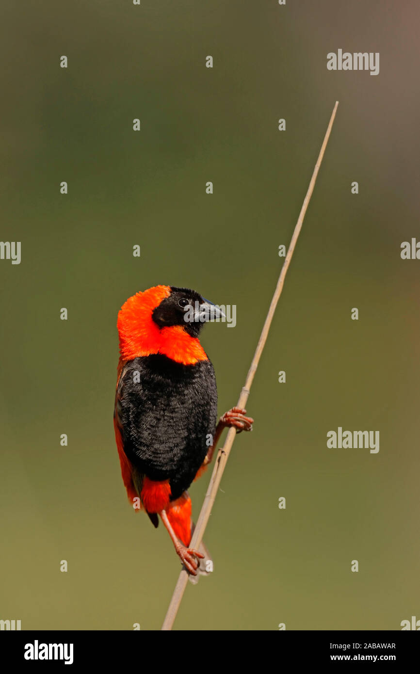 Webervogel hi-res stock photography and images - Alamy