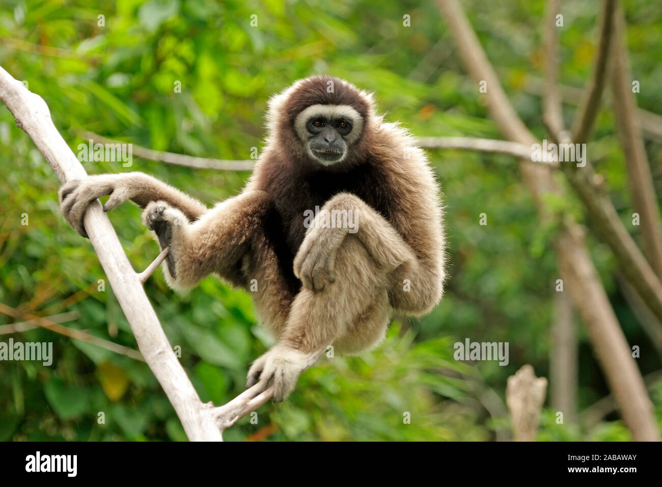 Borneo gibbon hi-res stock photography and images - Alamy