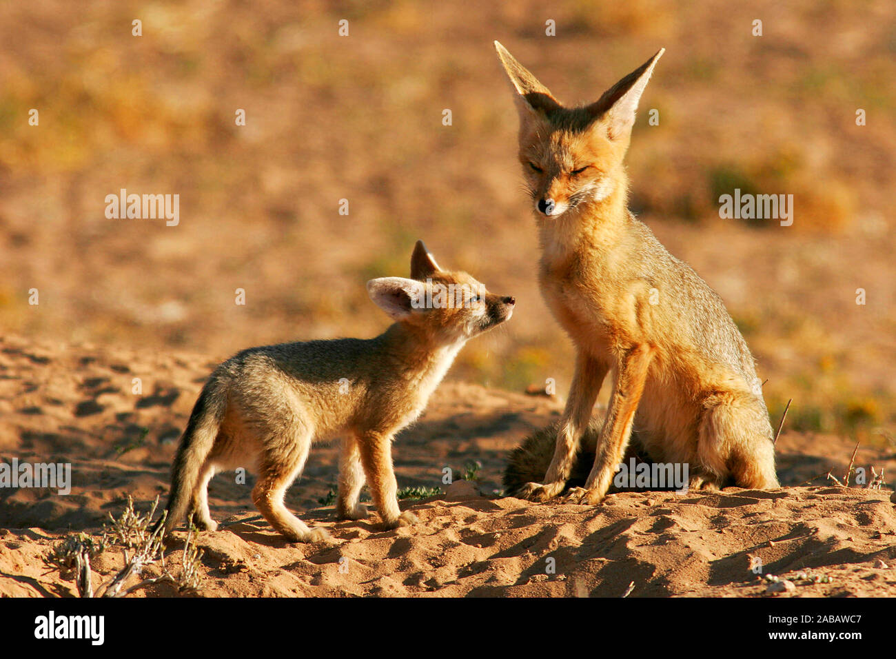 Kapfuchs hi-res stock photography and images - Alamy