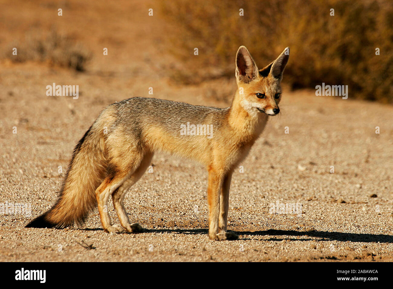Kapfuchs steht in der Abendsonne Stock Photo - Alamy