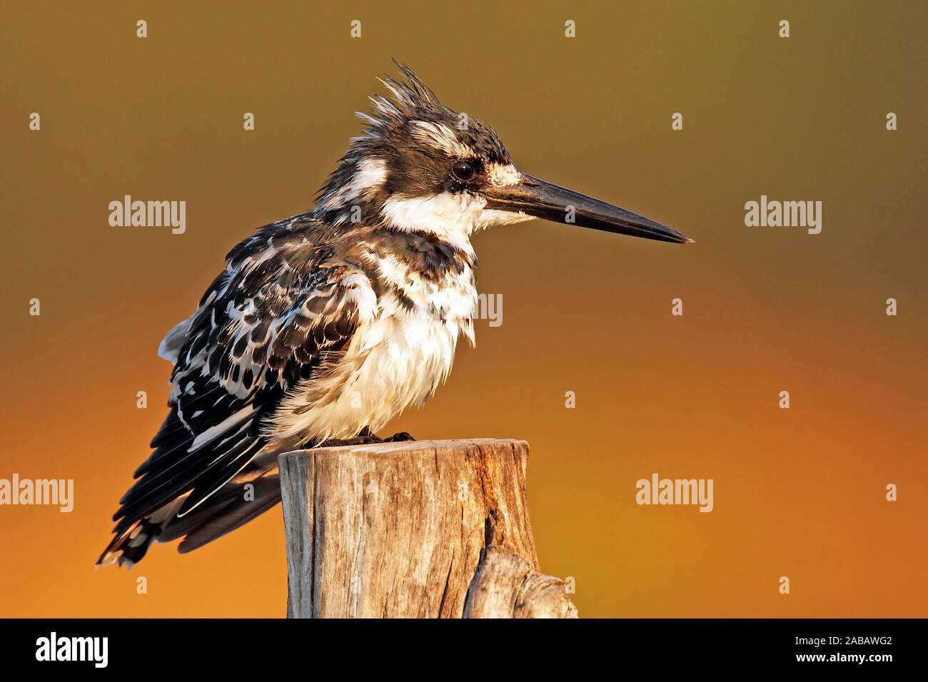 Graufischer hi-res stock photography and images - Alamy