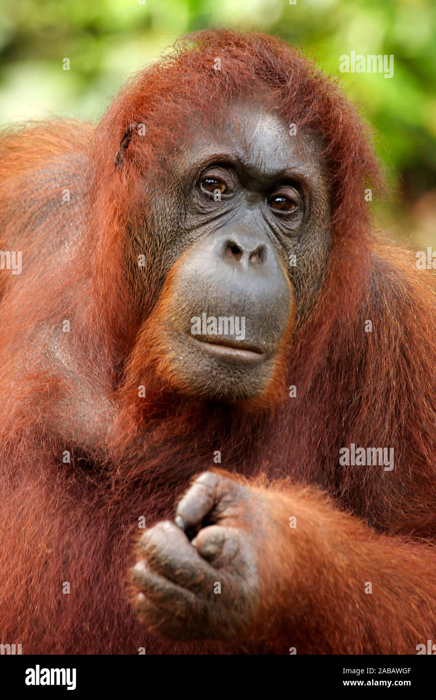 Pomgo pygmaeus hi-res stock photography and images - Alamy