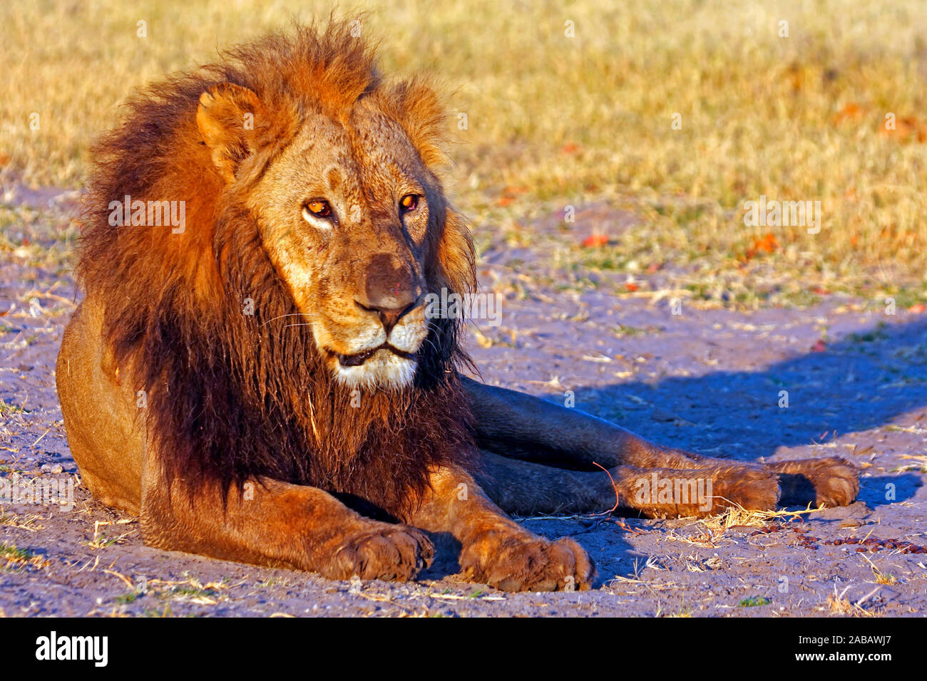 Alter Löwe ruht sich aus Stock Photo - Alamy
