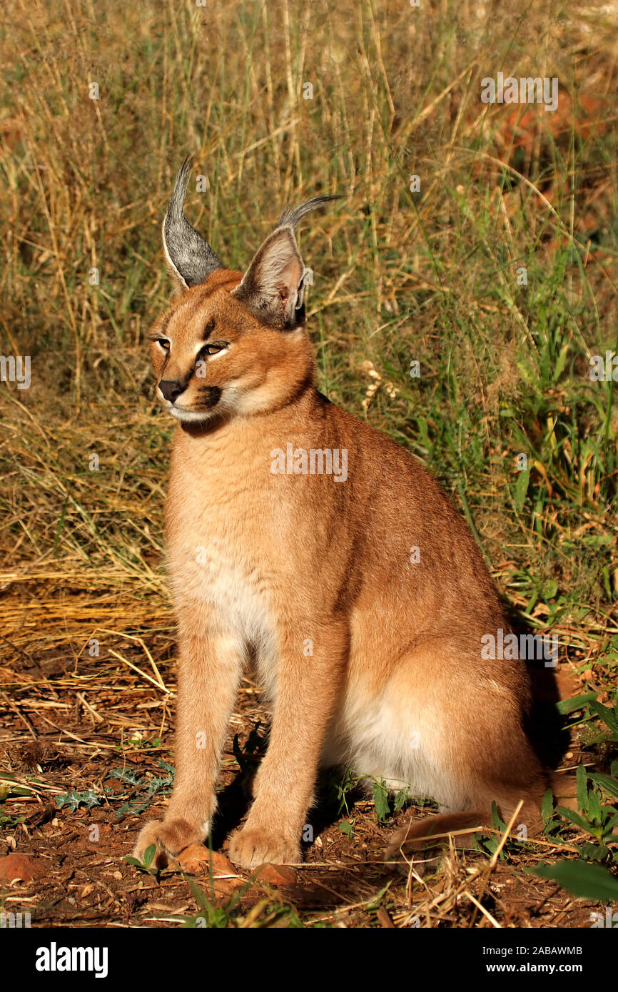 Karakal hi-res stock photography and images - Alamy