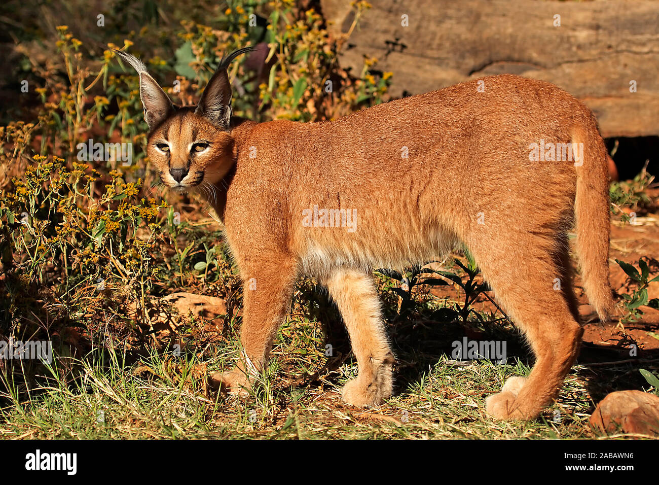 Karakal felis caracal hi-res stock photography and images - Alamy