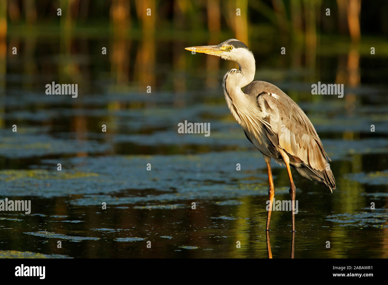 Graureiher - Fischreiher - Südafrika Stock Photo - Alamy