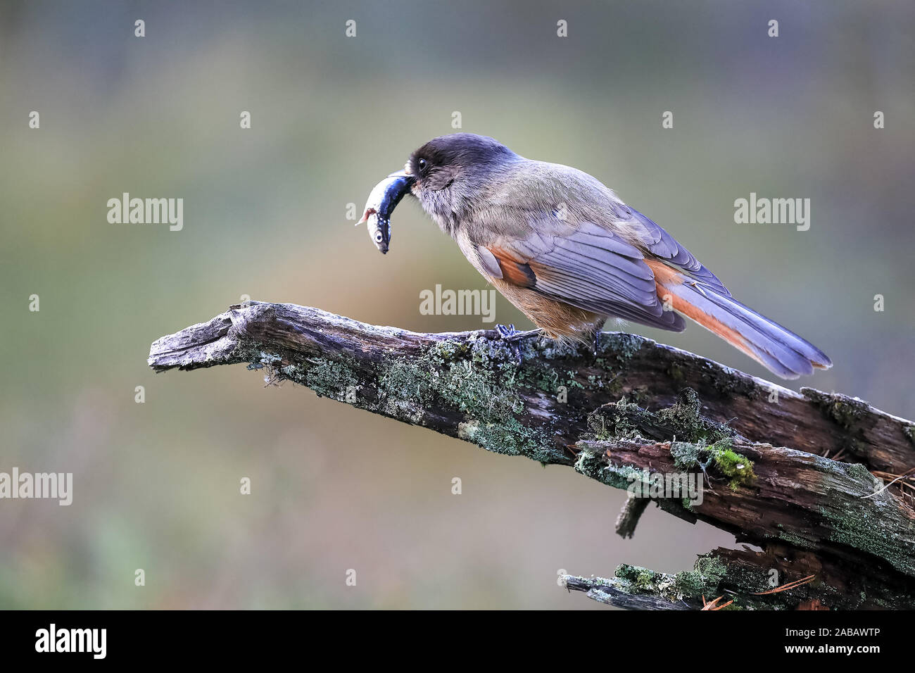 Siberian jay and fish Stock Photo - Alamy