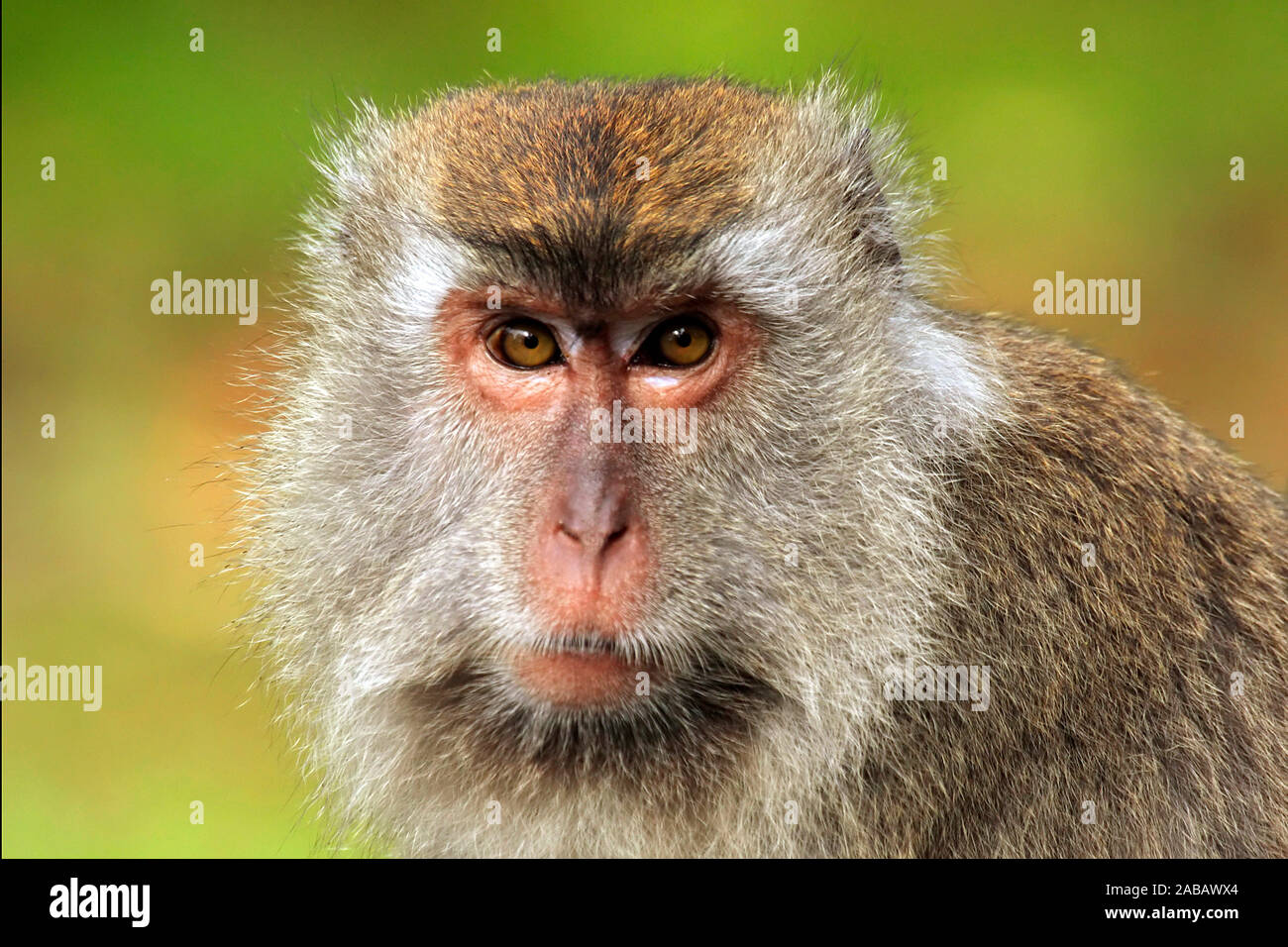 Makak hi-res stock photography and images - Alamy
