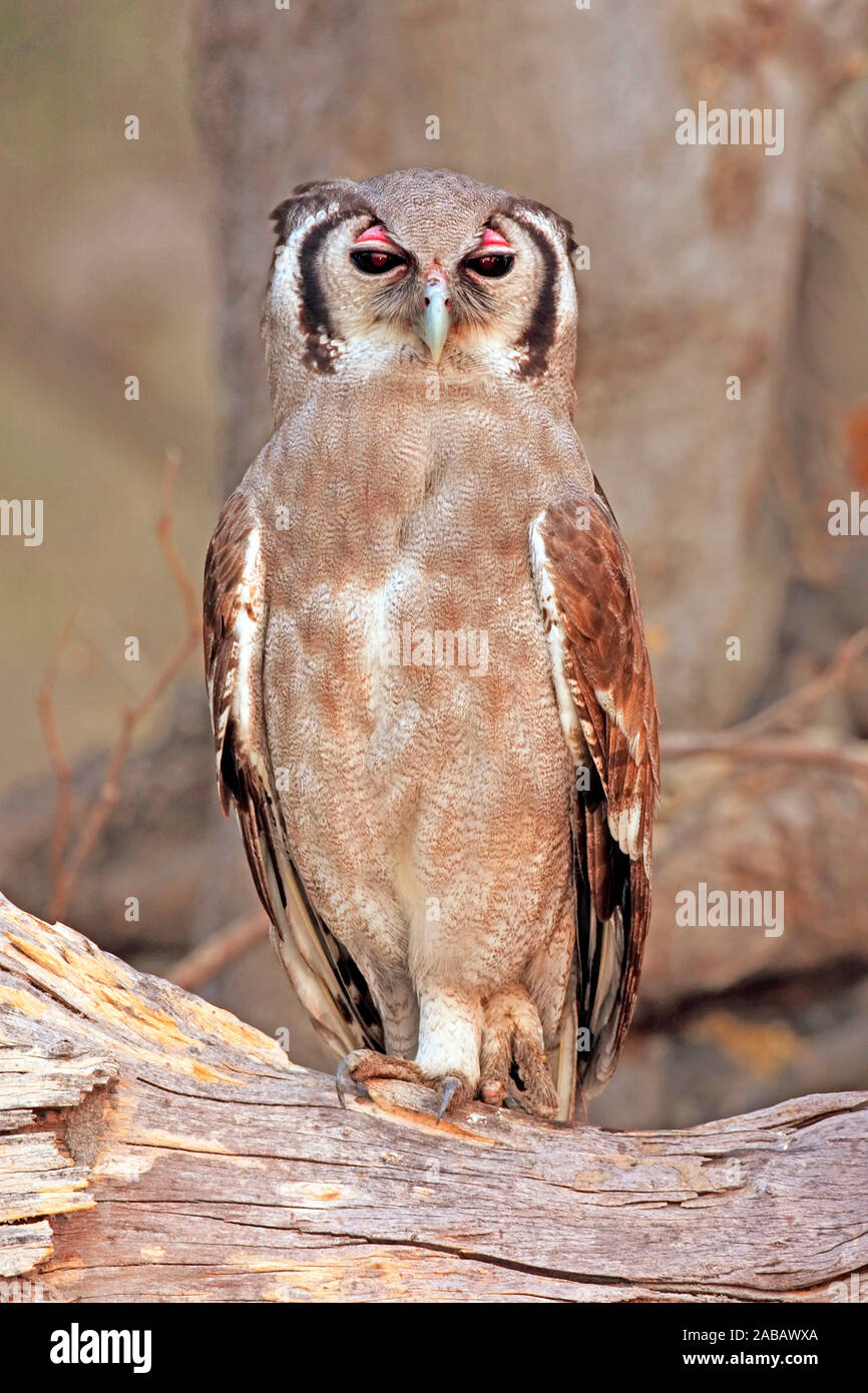 Voel hi-res stock photography and images - Alamy