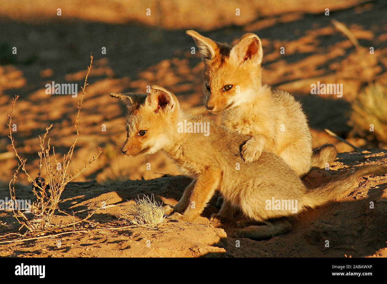 Kapfuchs, Jungtiere, spielen, Vulpes macrotis Stock Photo - Alamy
